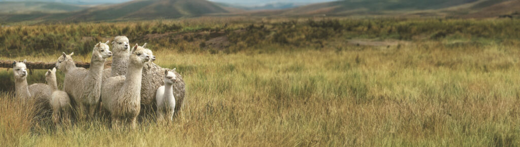 Products – Pure Alpaca Company